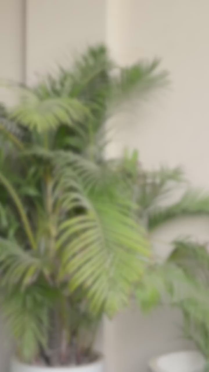 Zealth - Trendy & Stylish Clothing for Every Occasion – ZEALTH.SHOP